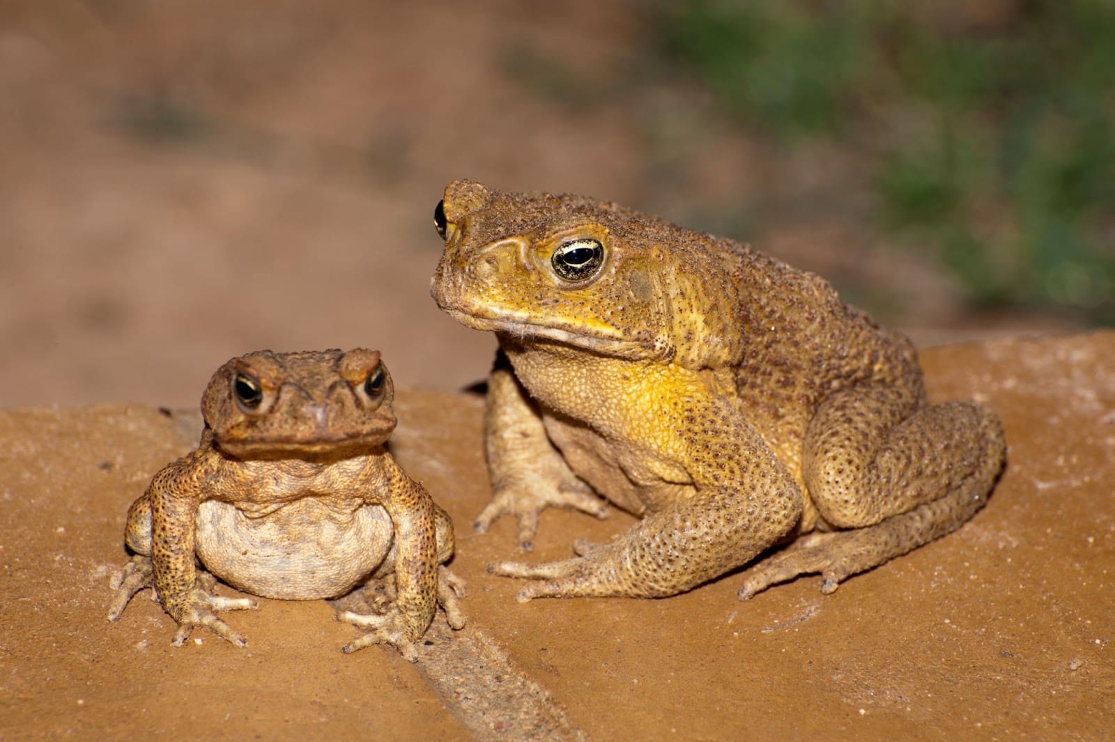 Are cane toads the most disliked animal in the world? - Chemwatch